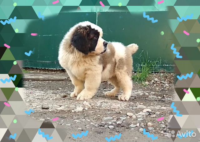 Щенок сенбернара дш