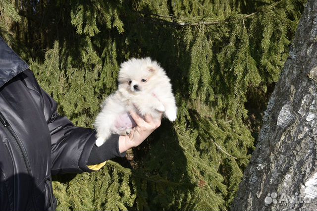 Мальчик померанский шпиц кремик-курносик