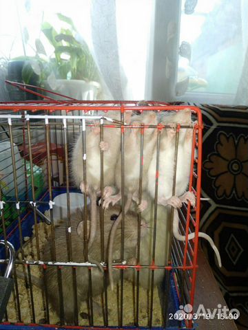 Крыски
