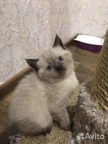 Котёнок девочка