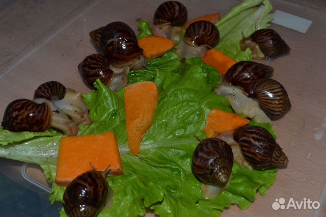 Улитки Ахатина Иммакулята