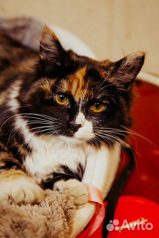 Очень яркая молодая кошечка ищет дом