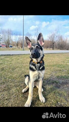 Восточноевропейская овчарка