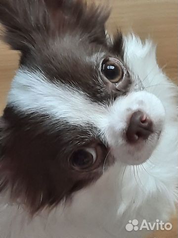 Молодая девочка чихуахуа