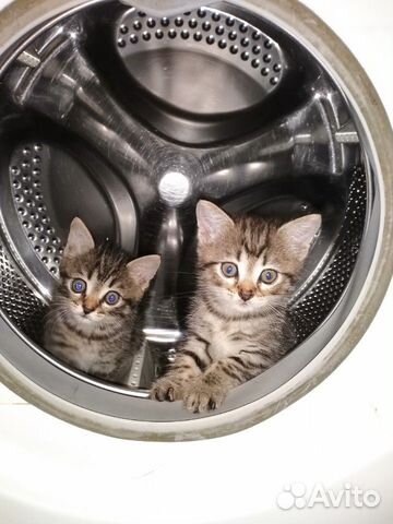 Котята мраморного британца