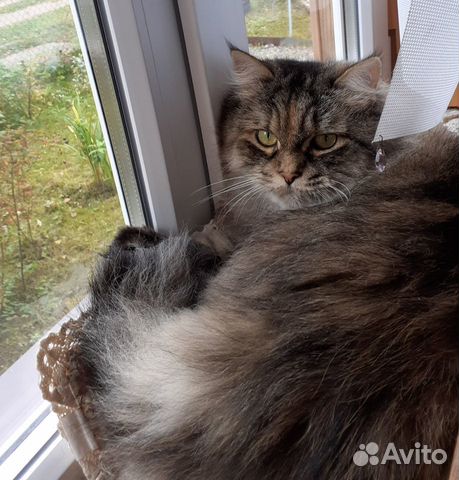 Филия. Почти породистая красота