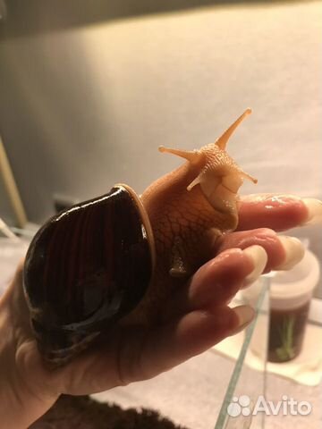 Улитка Ахатина (две улитки с аквариумом)