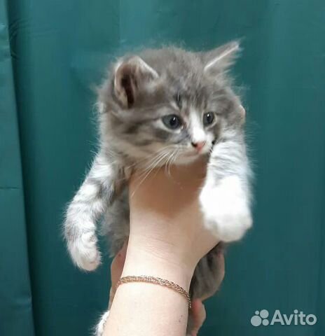 Девочка супер пушистая
