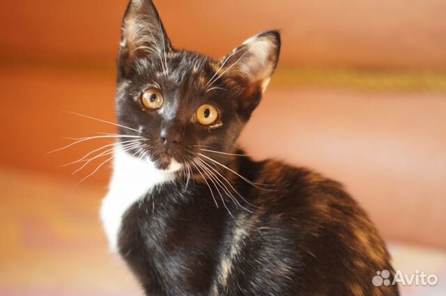 Веснушка ищет дом