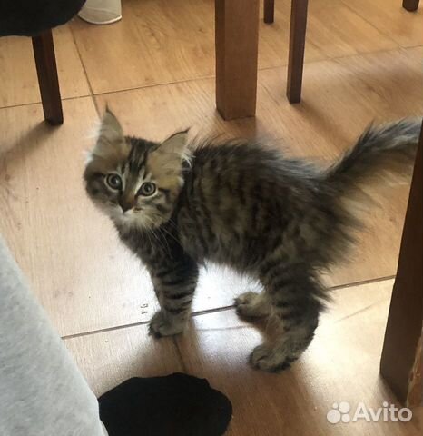 Ласковый котёнок