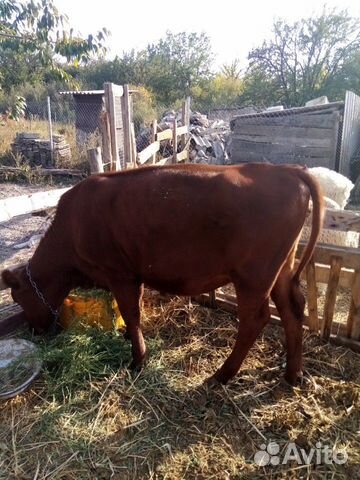 Тёлка красностепная от хорошей каровы, 9месяцев