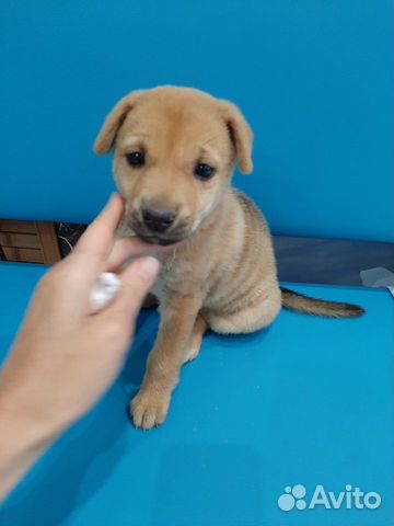 Щенок с плюшевой шубкой ищет дом - в добрые ручки