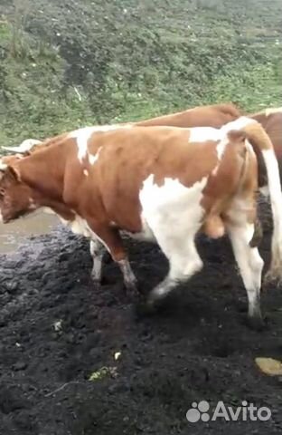 Бычки и быки