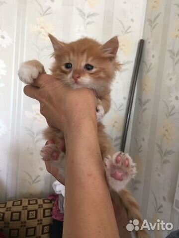 Рыжее солнышко в хорошие руки