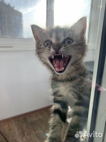 Кошка