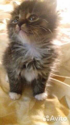 Красавица котенок