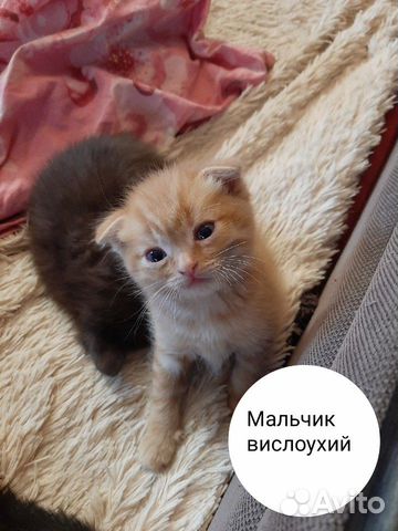 Продам котят