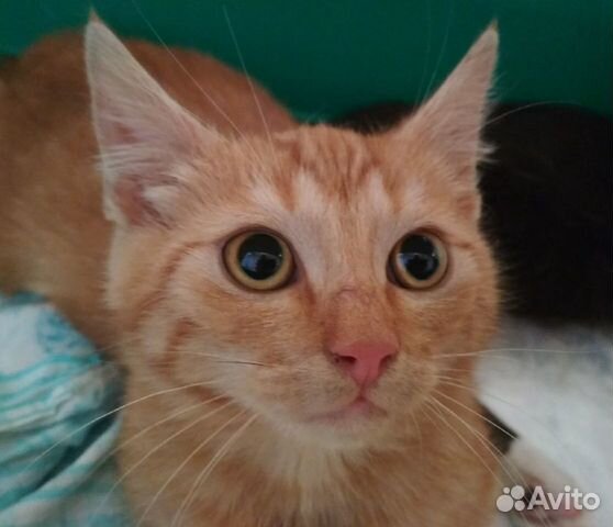 Мраморый рыжик-подросток в добрые руки