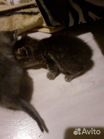 Котята