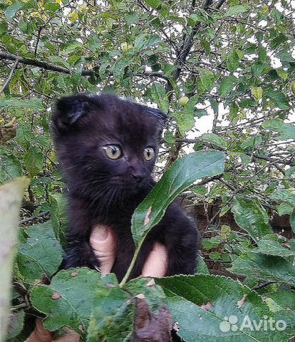 Котёнок в добрые ручки