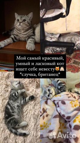 Вязка британец, ищем невесту