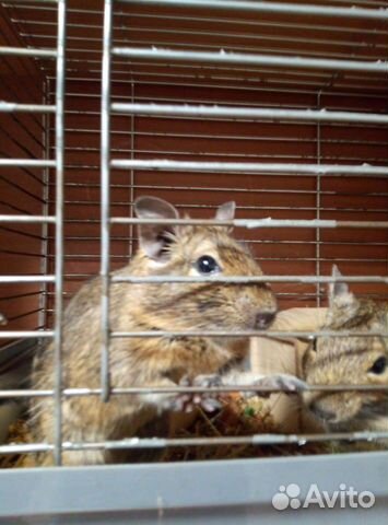 Чилийская белка Дегу