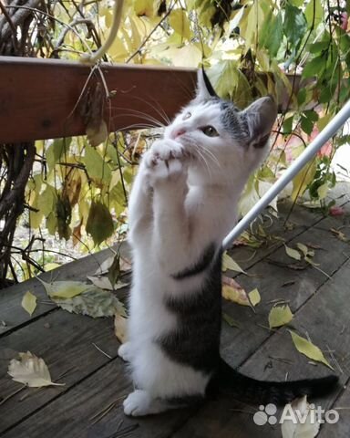 Котенок в добрые руки