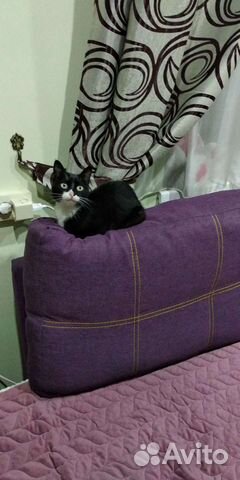 Котенок-ласкуша