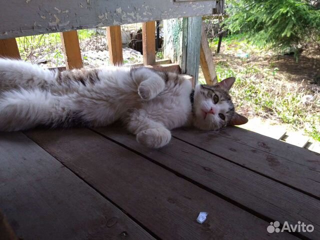 Кот