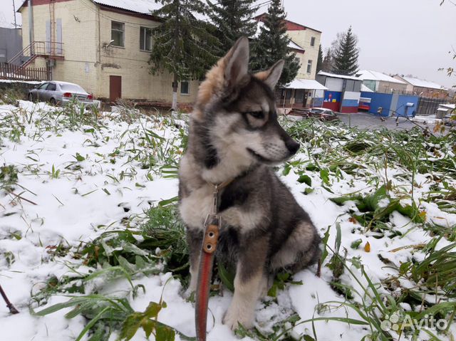 Щенок девочка 2 месяца хаски