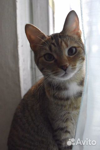 Котенок в добрые руки
