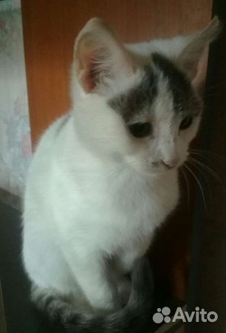 Кошка Милаша