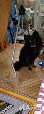 Отдам в хорошие руки