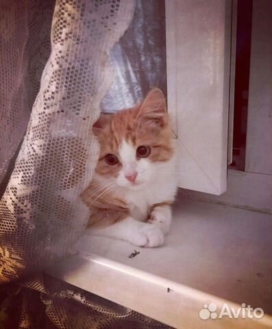 Вам подарок от котенка