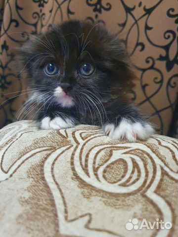 Девочка британка вислоухая 1 месяц