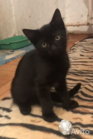 Котёнок в добрые ручки
