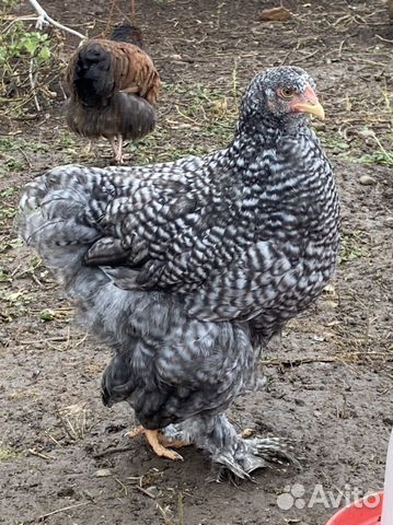 Куры 3 месяца