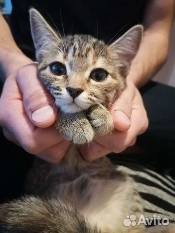Шотландский котенок (помесь)