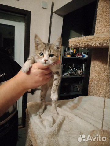 Котенок дворянской породы