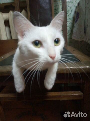 Кот в добрые руки