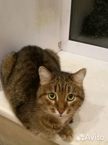 Котик Вася