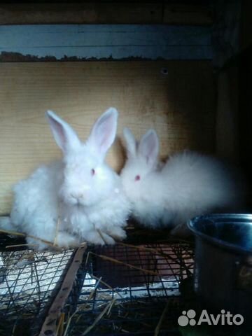 Кролики пуховые
