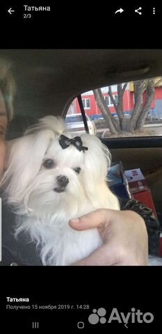 Мальтезики беби фейс