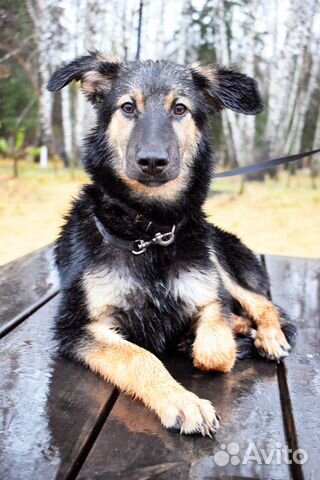 Щенок Джес девочка 4,5 мес овчарка