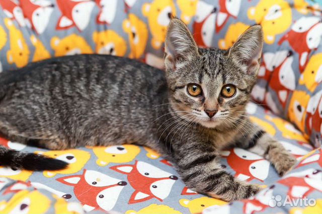 Очаровательный Котенок в дар в добрые руки