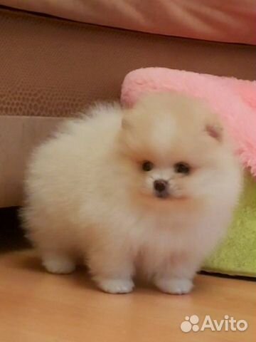 Шпицы очаровашки ждут своих хозяев)