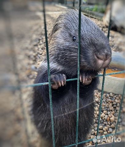 Малыши дикобразики