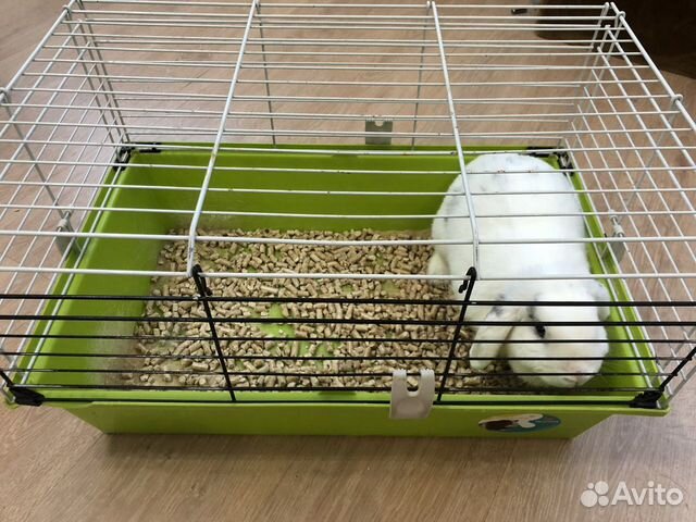 Декоративный кролик вислоухий в месте с клеткой