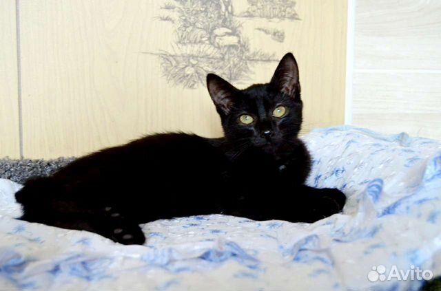 Отдам котенка