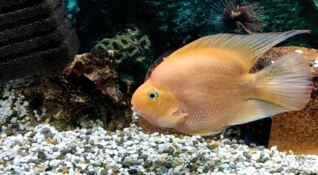 Рыба попугай (Red Parrot Cichlid)